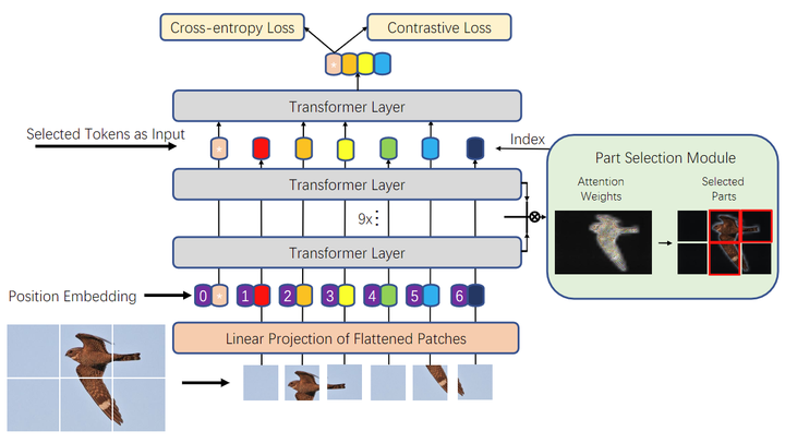 【论文阅读】《TransFG: A Transformer Architecture for Fine-grained Recognition》 - 知乎