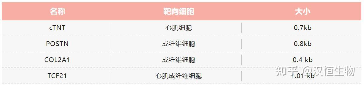 【心血管干货篇】AAV在心血管疾病研究中的靶向策略 - 知乎