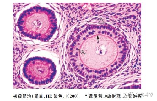 卵子形成的过程包括哪几个阶段看完你就明白了！ 知乎