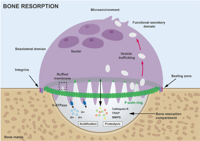 Ageing Res Rev 综述︱江南大学袁凤来团队系统性评述伪足小体在破骨细胞骨吸收中作用及研究进展 - 知乎