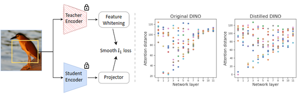 Self-Supervised Learning 超详细解读 (十一)：特征蒸馏使得对比学习的性能媲美掩码图像建模 - 知乎