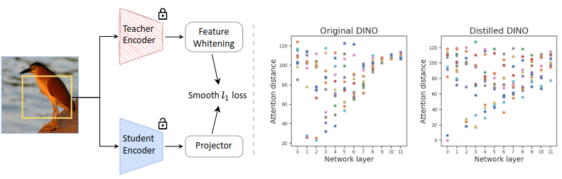 Self-Supervised Learning 超详细解读 (十一)：特征蒸馏使得对比学习的性能媲美掩码图像建模 - 知乎