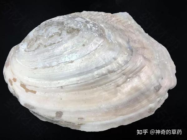8种贝壳类中药材，高清大图赏析（甲香、石决明、牡蛎、珍珠...） - 知乎