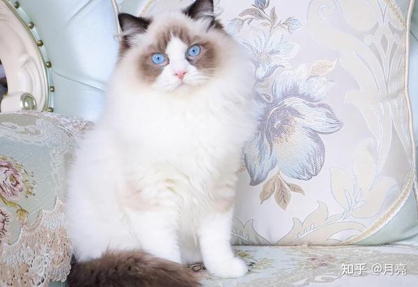 浣熊脸布偶猫的变化过程 知乎