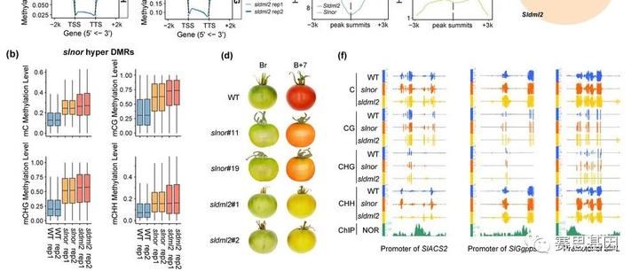 【New Phytol】转录因子NAC-NOR与DNA去甲基化酶SlDML2在番茄果实风味挥发物生物合成中的作用 - 知乎