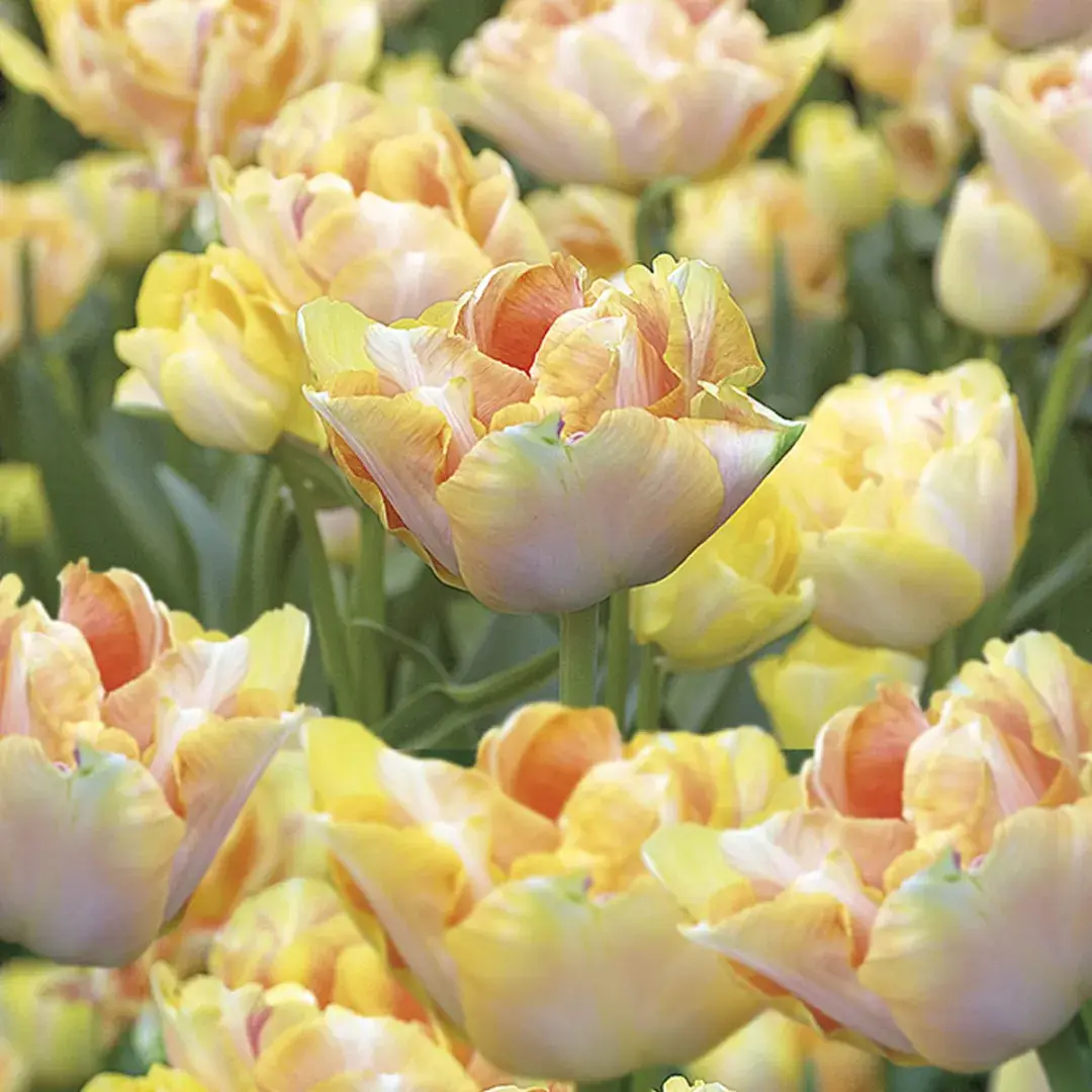 为什么Miscellaneous Tulips被叫做原生郁金香？ - 知乎