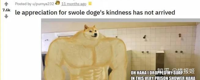 那只活在表情包里的柴犬doge，现在又进化了？ - 知乎