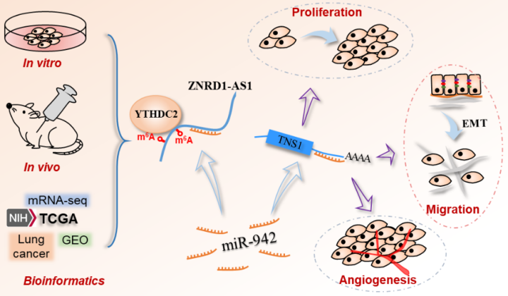 Mol Cancer | 苏州医学院李建祥教授团队发表m6A甲基化相关最新研究成 - 知乎