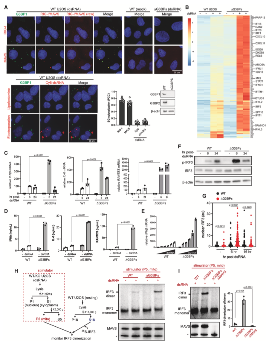 Molecular Cell丨应激颗粒是减震器，可防止对 dsRNA 产生过度的先天免疫反应 - 知乎