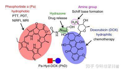 抗癌功臣：梳理叶绿素家族的八种光敏剂 - 知乎
