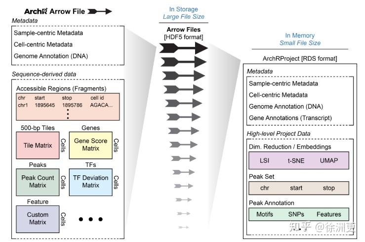 使用ArchR分析单细胞ATAC-seq数据(第一章) - 知乎