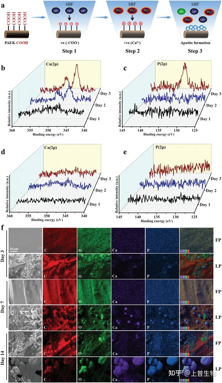 大连化物所周光远教授团队利用SUNP BP11低温沉积3D打印含多级孔隙结构且可促进生物矿化的聚芳醚酮骨组织工程支架 - 知乎