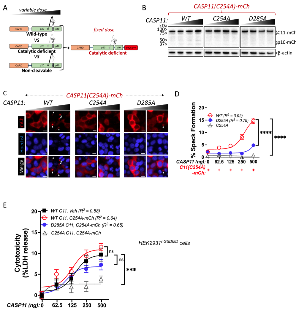 eLife丨小鼠Caspase-11的催化活性和自处理作用介导了胞浆内LPS的非经典炎症小体组装 - 知乎