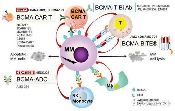肿瘤免疫靶点｜BCMA（1） - 知乎