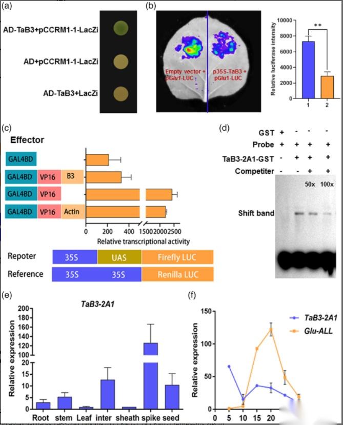 【Plant Biotech J】转录因子Glu-1的高效蛋白质组鉴定：小麦TaB3-2A1功能验证的案例 - 知乎