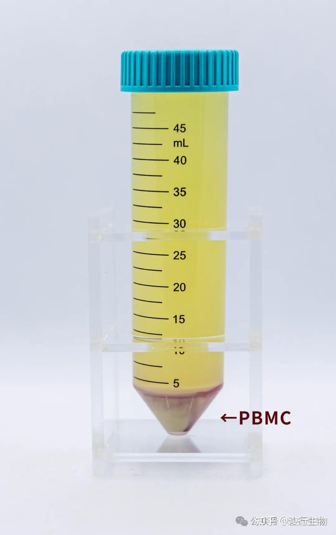 免疫研究的工具：外周血单个核细胞（PBMC）在精准医疗中的关键作用 - 知乎