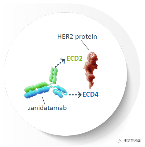 17.6亿美元！Jazz 和 Zymeworks达成独家许可协议，在亚太以外地区开发和商业化HER2双抗 Zanidatamab - 知乎