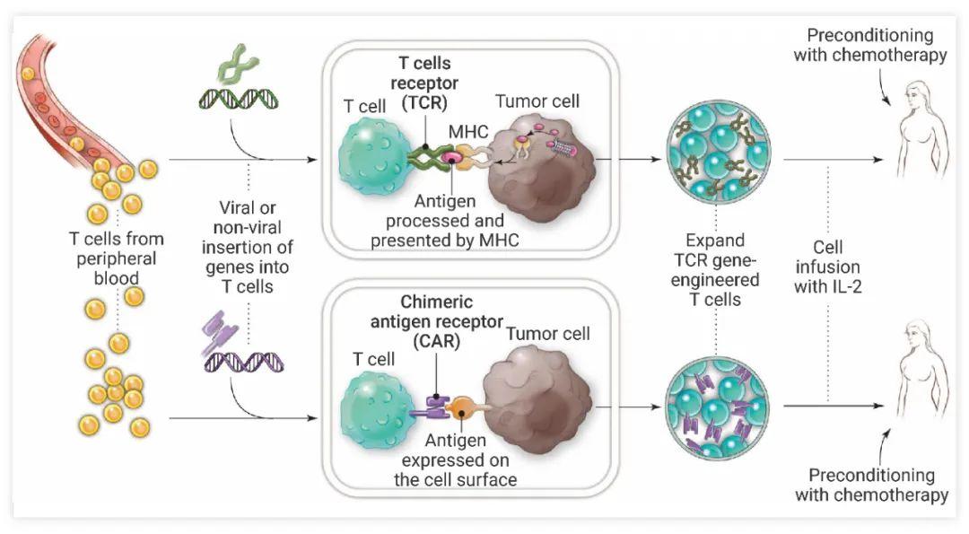Science & Nature 双开花：改善过继性免疫细胞疗法的新手段 - MedChemExpress - 知乎