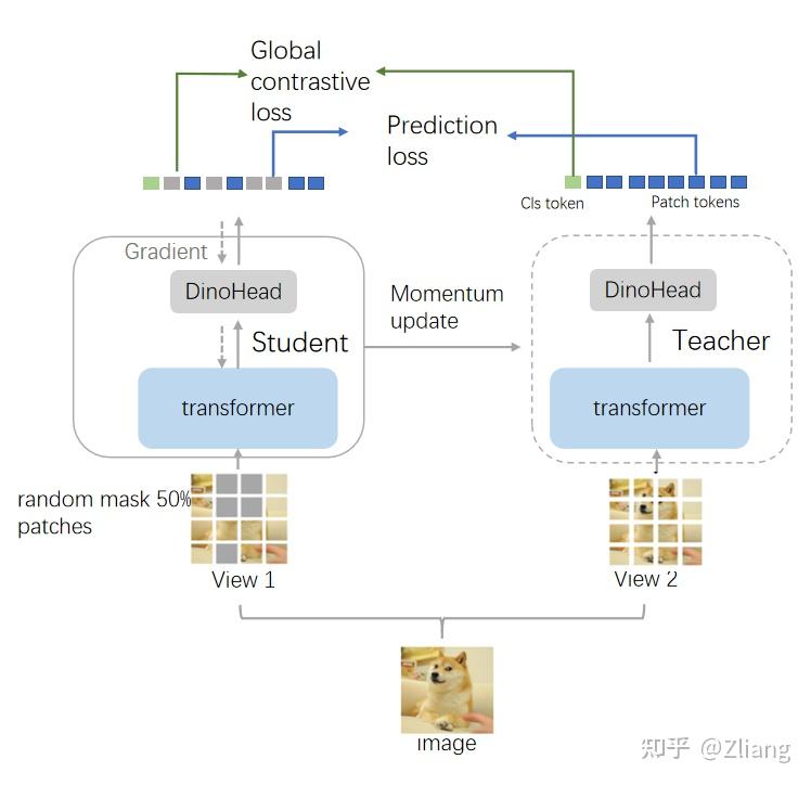 如何评价最新的视觉预训练工作iBOT，Masked Image Modeling是视觉预训练的未来吗？ - 知乎