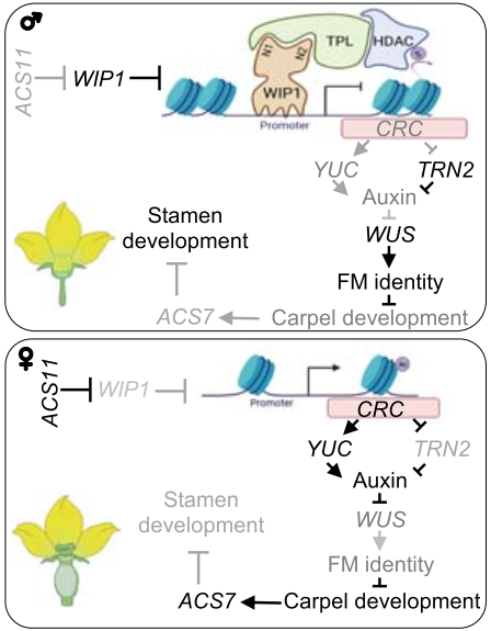 Science | 法国IPS2 Abdel团队揭示植物性别决定与两性花发育调控新机制 - 知乎