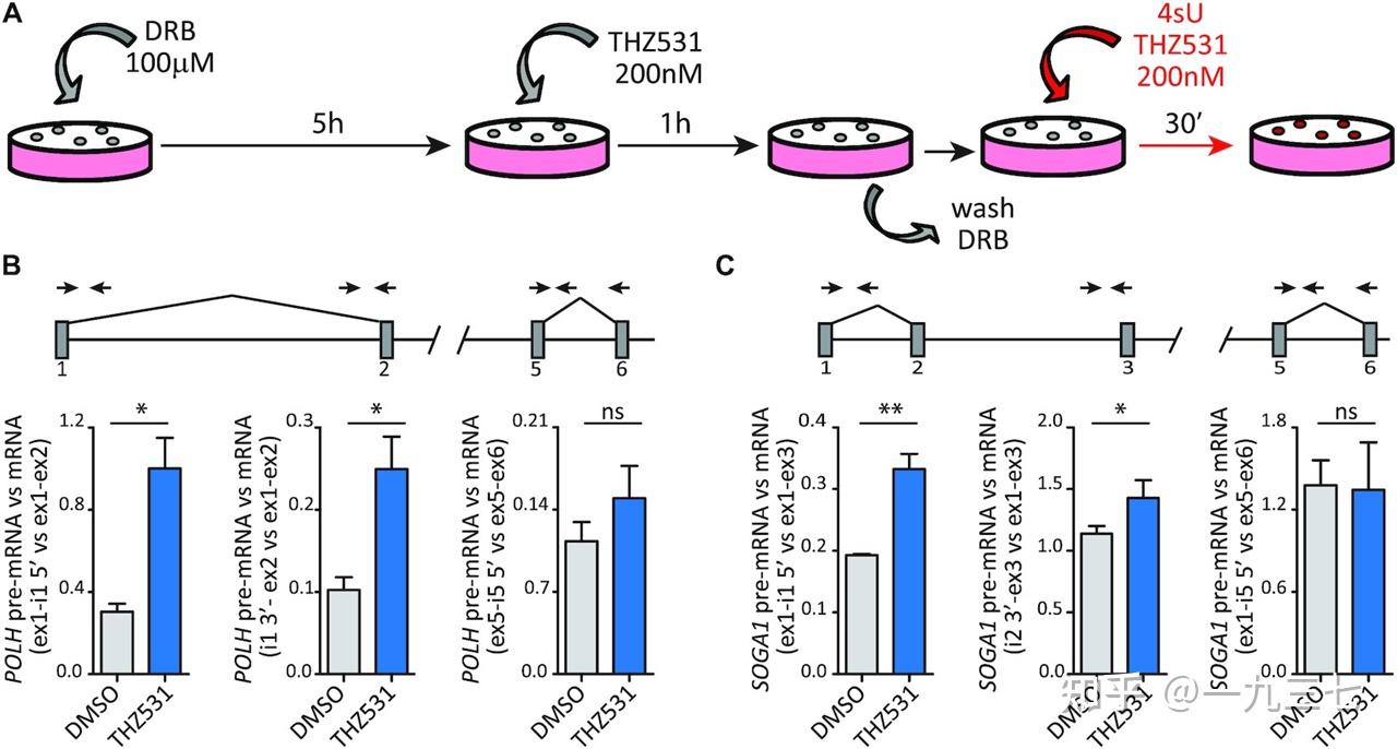 CDK12/13通过增强RNA聚合酶II与剪接因子SF3B1互作促进近端内含子的剪接 - 知乎