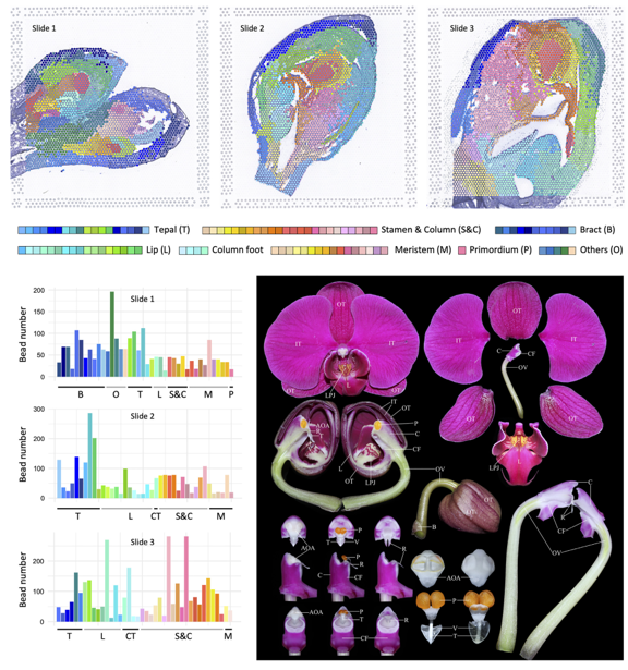 【文章集锦】10x Visium 空间转录组在植物研究中的应用 - 知乎