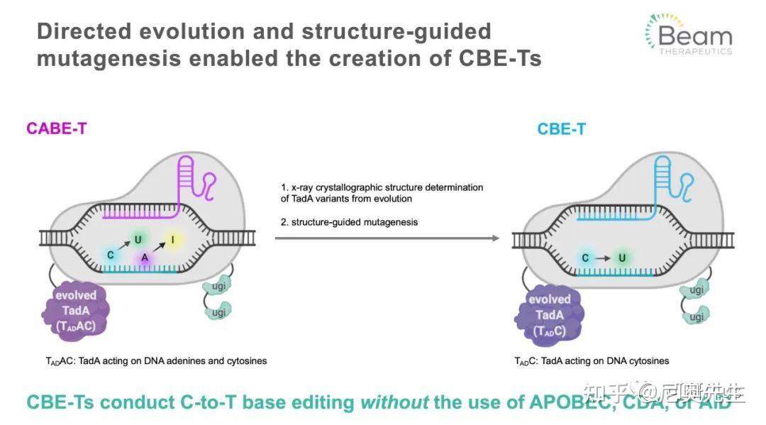 CBE-T：TadA介导的下一代CBE编辑器 - 知乎