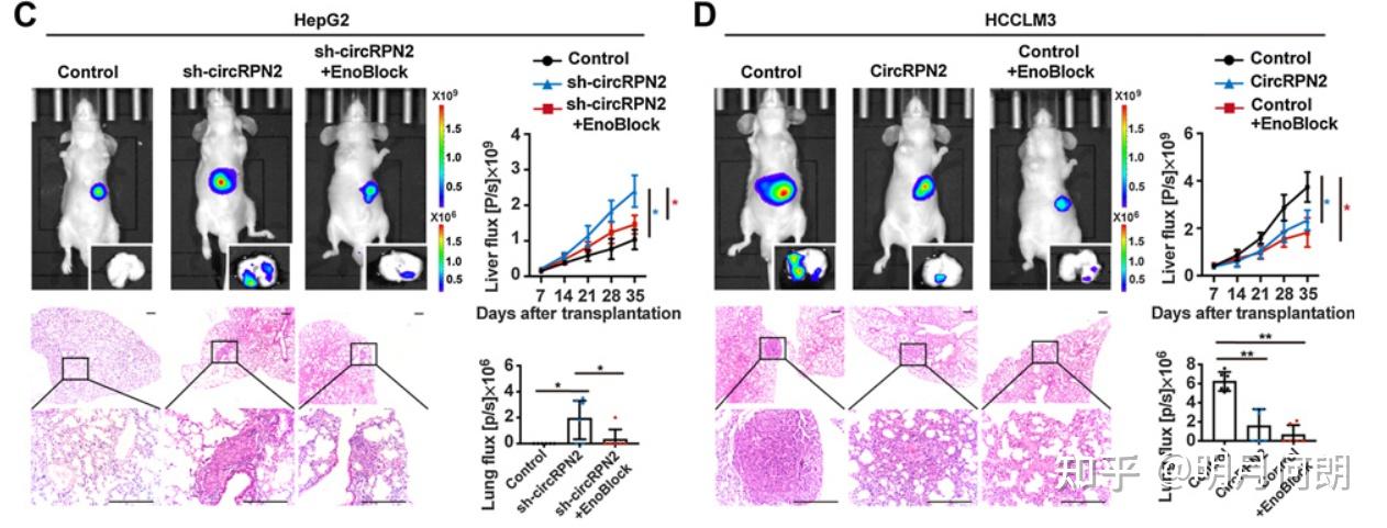 活体成像怎么定量 in vivo imaging？ - 知乎