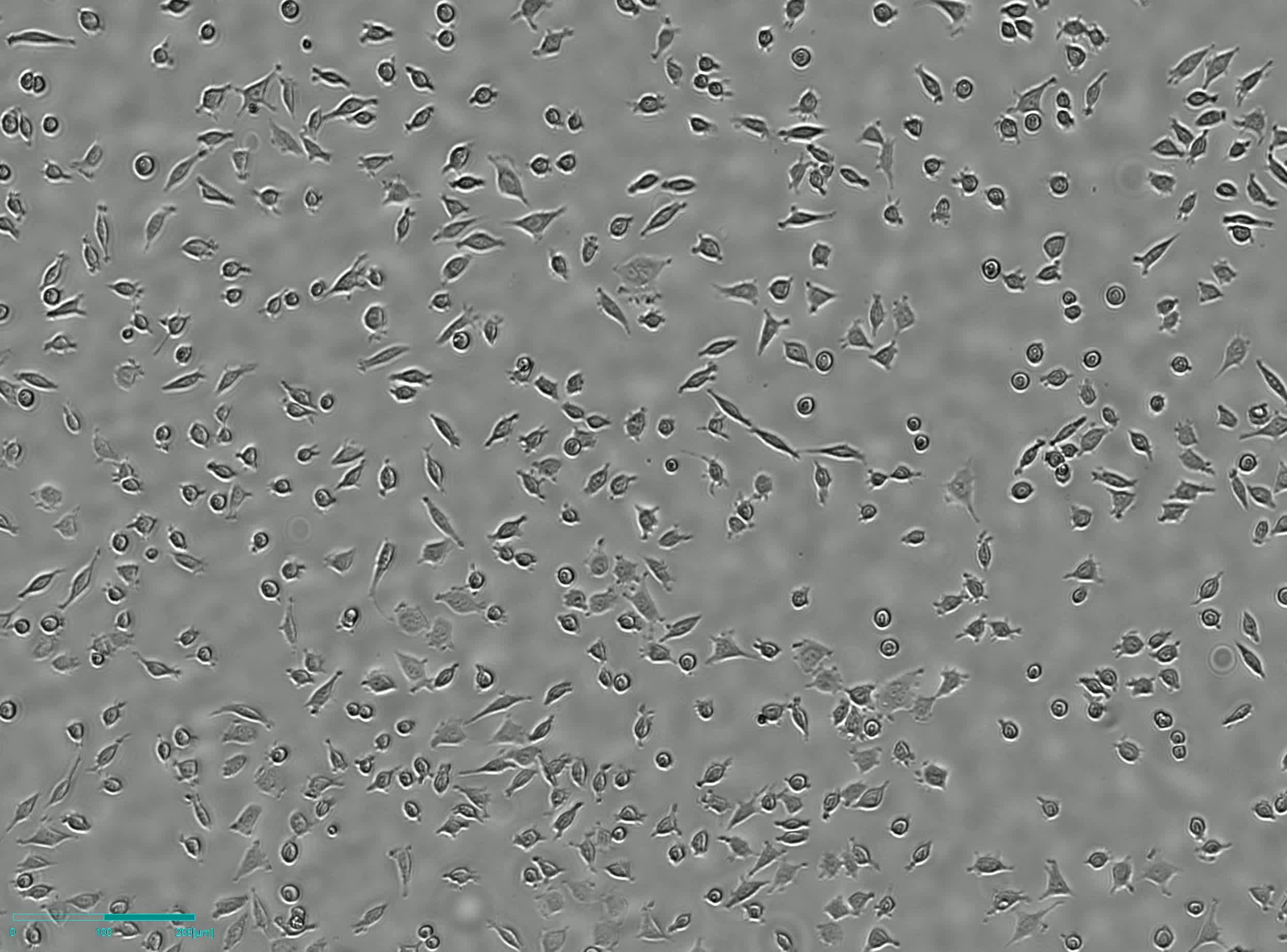 L929细胞：探索免疫的关键细胞模型 - 知乎