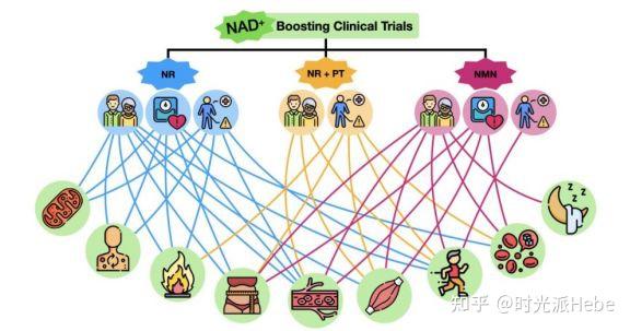 提高6倍NAD+！最全NMN、NR临床试验综述，不老药之名花落谁家？ - 知乎