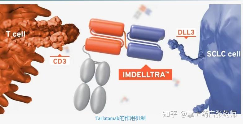 小细胞肺癌的“首款”靶向药:塔拉妥单抗（Tarlatamab、AMG757）用药指南 - 知乎