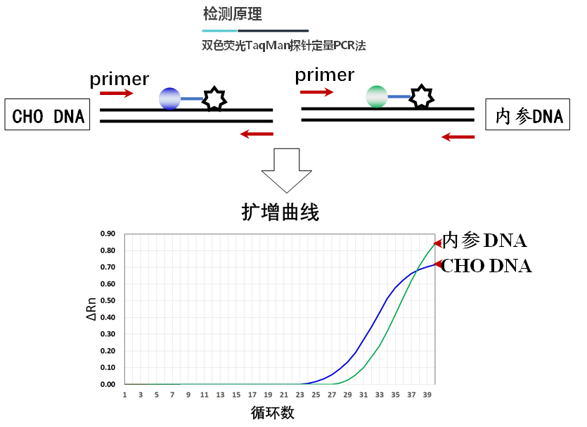 生物制品CHO残留DNA检测技术(双探针法） - 知乎