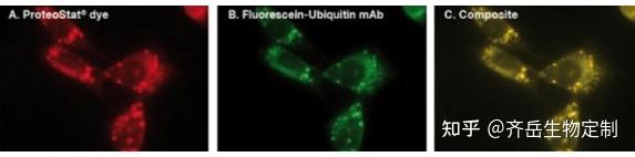 荧光标记多糖系列 (含荧光标记多种糖化学)FITC/ICG/TMR/RB/Cy3/Cy5/Cy5.5/Cy7 - 知乎