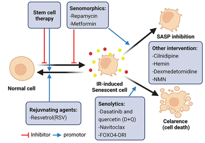 Cell Death Discov 综述︱陈潮金等评述细胞衰老在缺血再灌注损伤中的研究进展 - 知乎