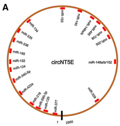 免费在线绘制CircRNA吸附miRNA圈图 - 知乎