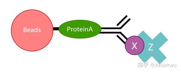 与IP相关的--COIP、RIP、CHIP实验原理及目的 - 知乎