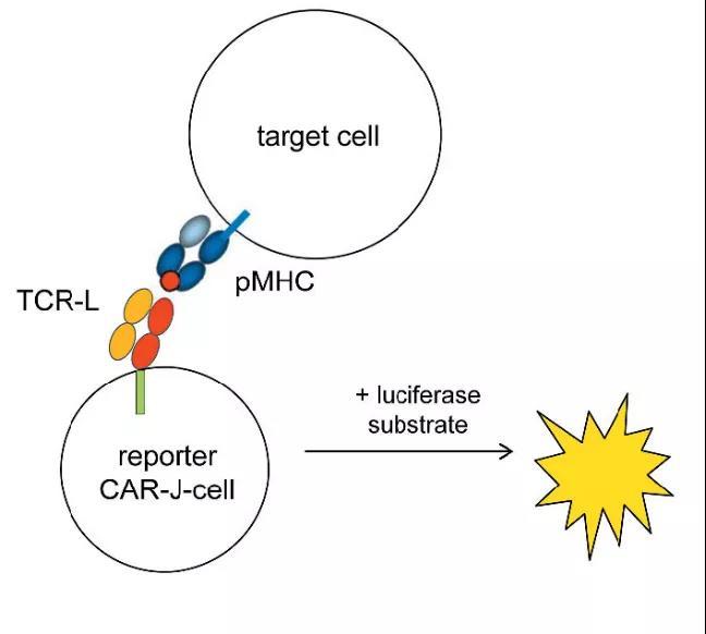 Roche又发明了一个CAR-J细胞技术 - 知乎