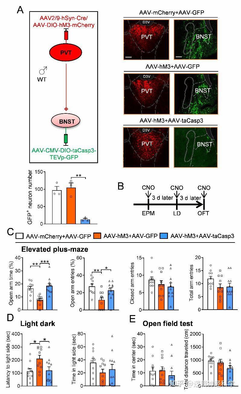 Neurobiol Dis︱李晨/李伟研究团队揭示IC→PVT→BNST神经环路调节焦虑症发病的敏感性 - 知乎