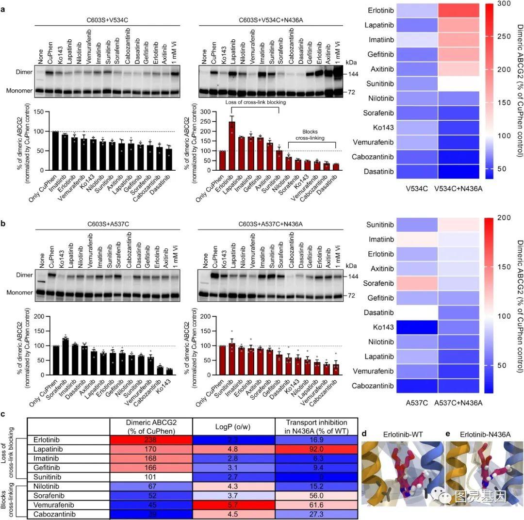 Nat Comm | 细胞清洁蛋白ABCG2是化疗耐药性机制关键蛋白 - 知乎