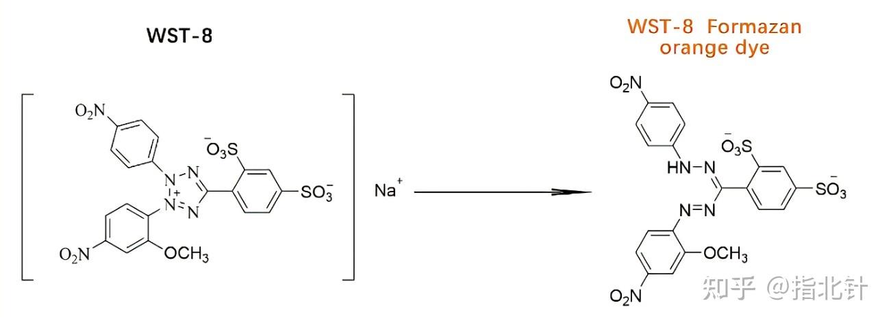 CCK-8实验——原理、步骤、注意事项、示例图 - 知乎