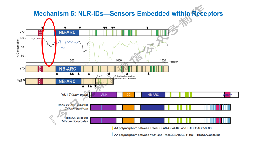 植物抗病机制研究进展 - 知乎