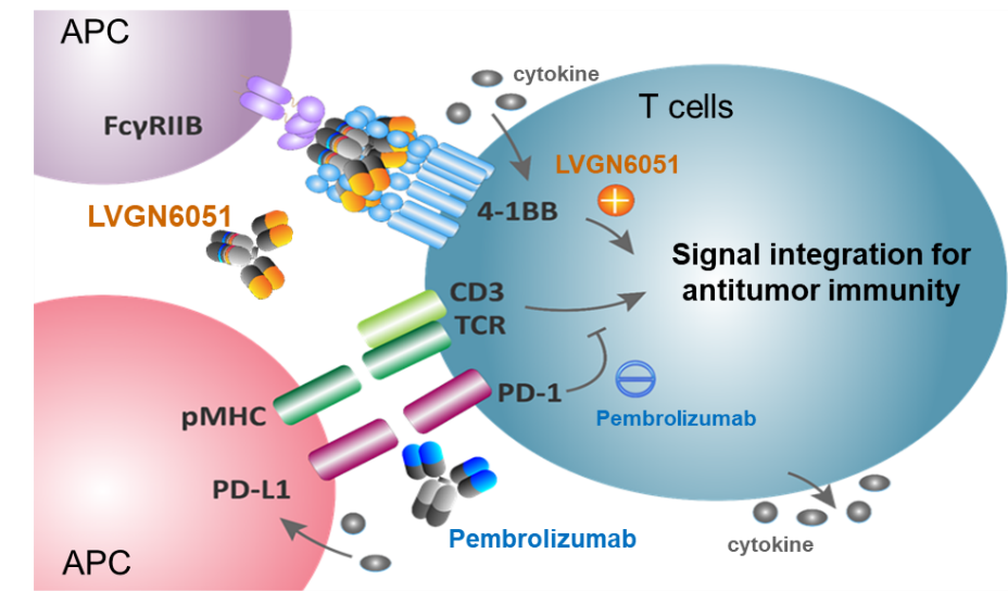 礼进生物将在2023 ASCO上报告4-1BB激动剂临床成药性突破 - 知乎