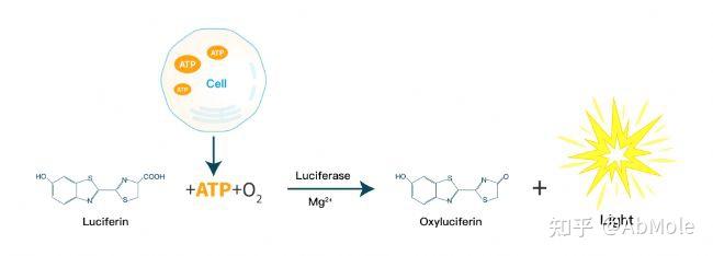 AbMole | 细胞铁死亡（Ferroptosis）高分指南-常用抑制剂/诱导剂、检测方法 - 知乎