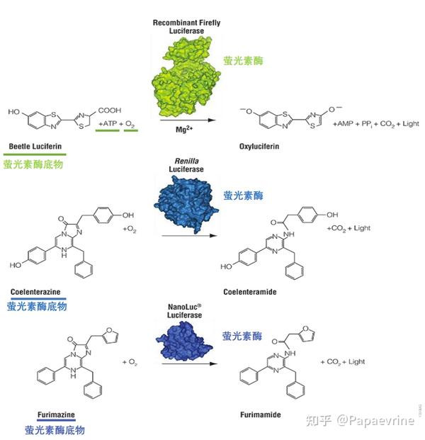 荧光素酶 - 知乎