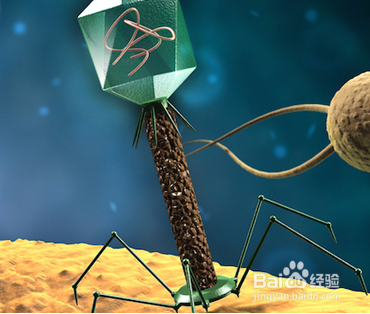 噬菌体的研究 - 知乎