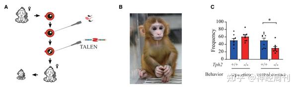 Neuron:幼崽恋母情结！首都医科大学刘琰/饶毅教授团队揭示5-HT调控母亲依恋行为 - 知乎
