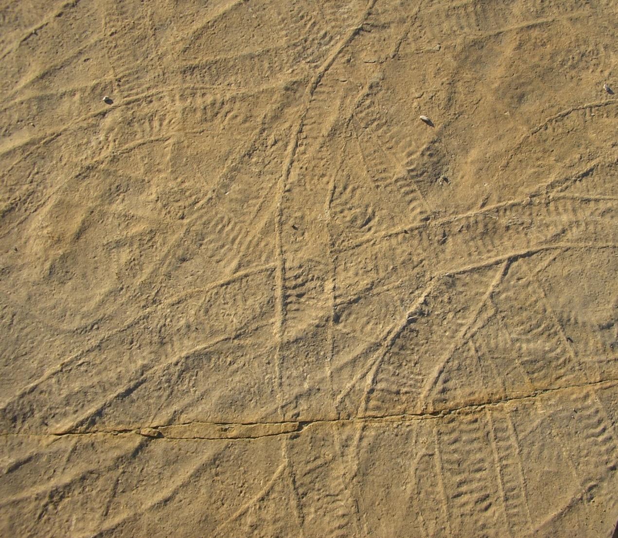 化石协奏曲1: 遗迹化石 - 知乎