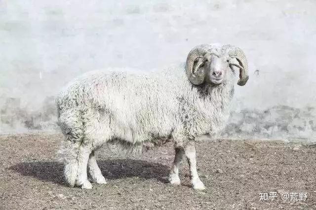 TB上哪家卖盐池滩羊羊排的比较正宗？ - 知乎