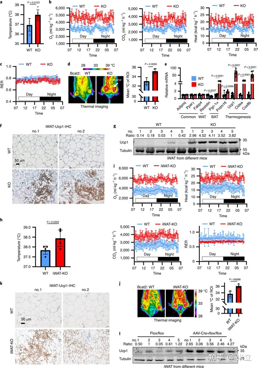 IF:19.865｜抵抗肥胖的新思路：BCAA-BCKA轴通过PRDM16的乙酰化调节WAT的褐变 - 知乎