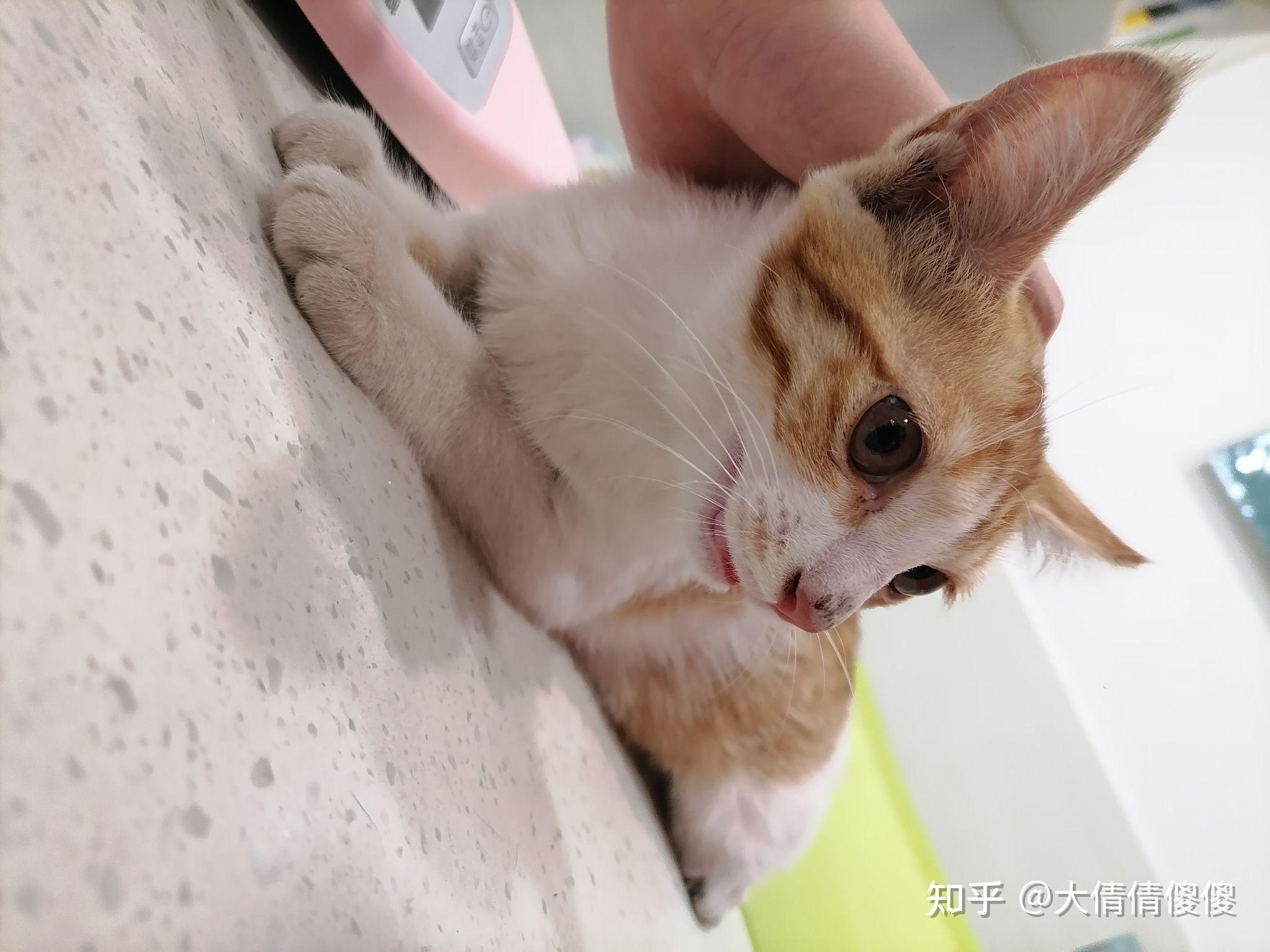 猫咪收养帖 Cat Adoption Post - 知乎
